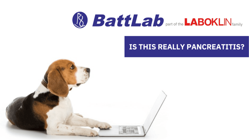 dog-background - Veterinary Laboratory UK | Diagnostic Services