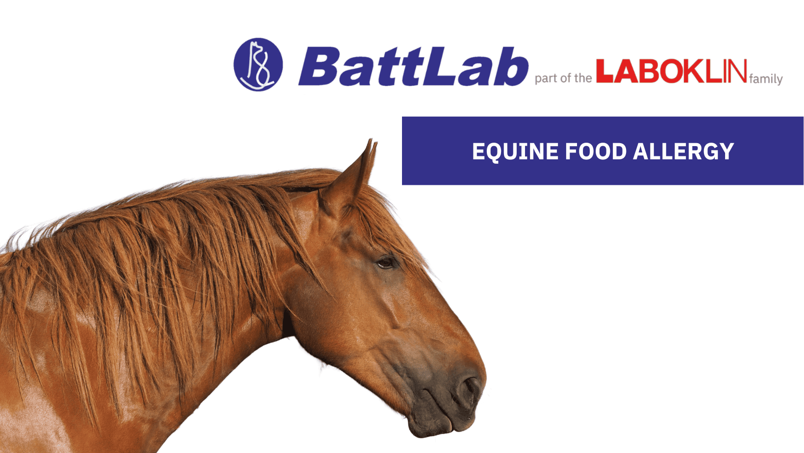 Unlocking Equine Health: Join Our Food Allergy Webinar