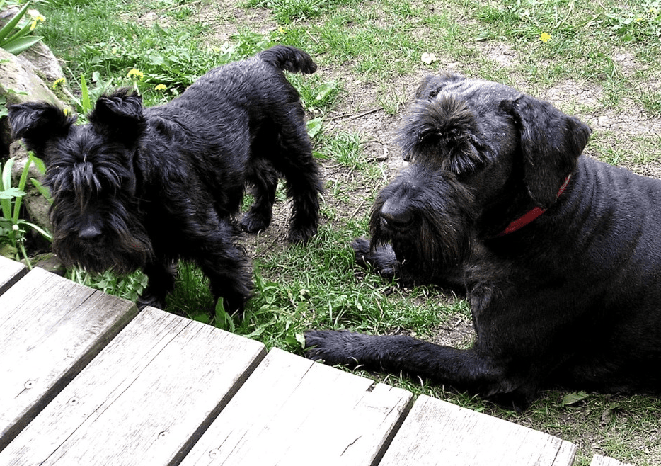 Schnauzers and Toe Squamous Cell Carcinoma: New Research Findings ...